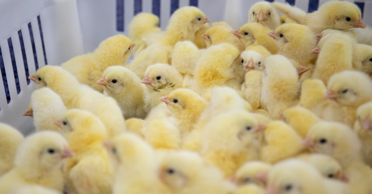 Critical Control Points to Support Immunization Through Spray-Applied ...