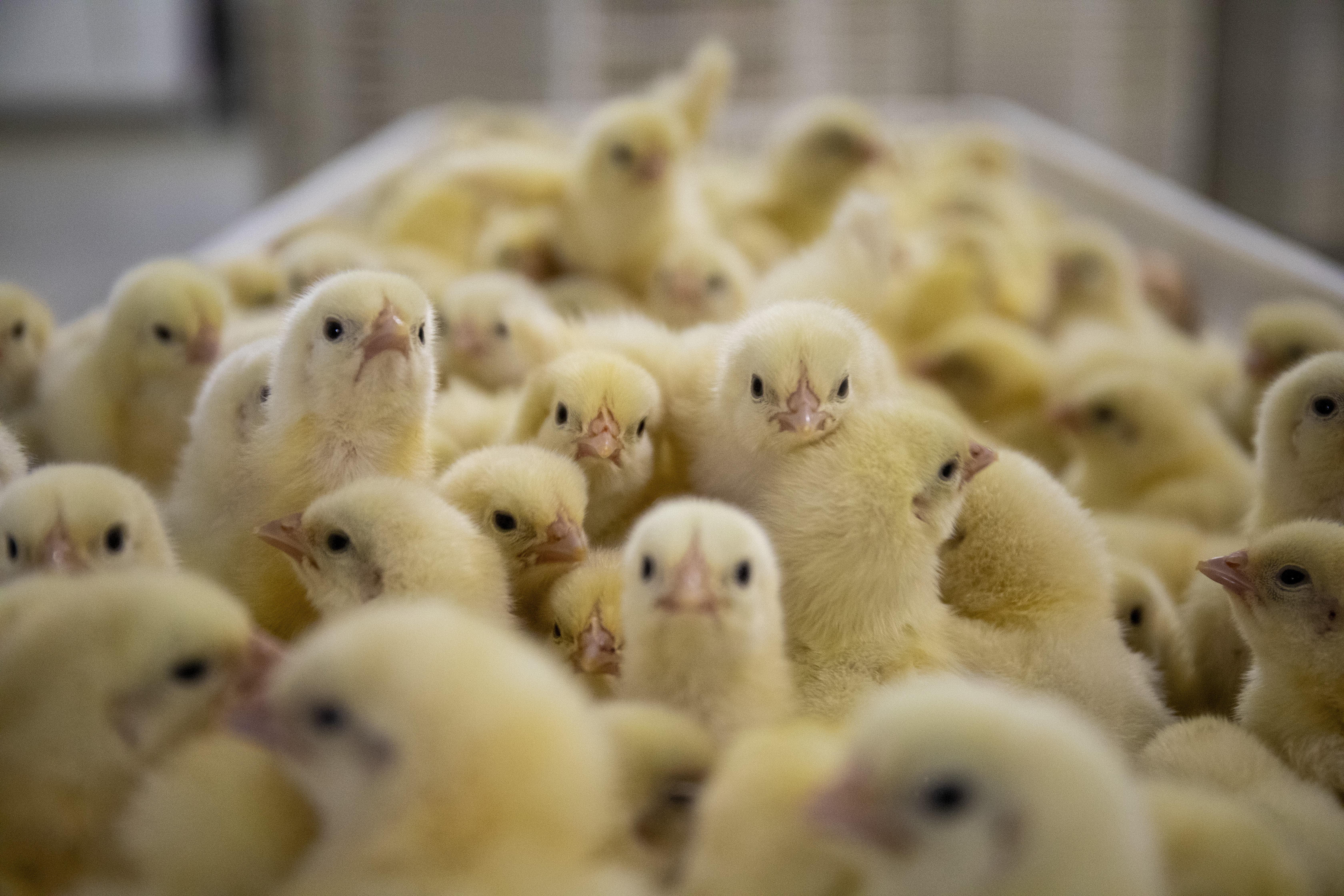 Hatchery Success Takes a Team, Common Goal | WATTPoultry.com
